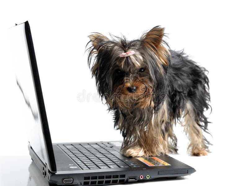 Tired Overworked Dog Sleep Computer Laptop Stock Image - Image of ...