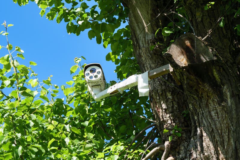 Security Camera Mounted on the Tree Branch Stock Image - Image of ...