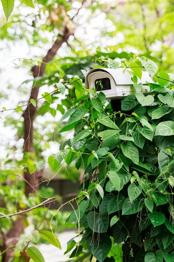 Green Bush Cctv Stock Photos - Free & Royalty-Free Stock Photos from ...