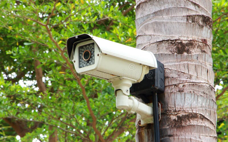 Surveillance Camera on the Tree. Hidden Camera in the Forest Stock ...