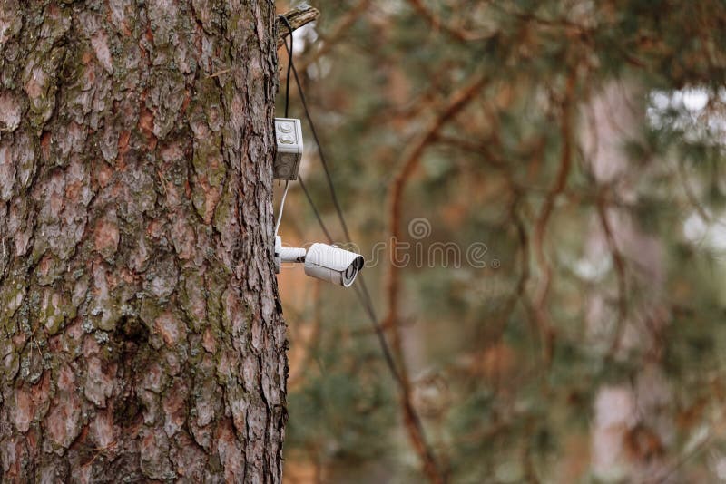 Security Camera on the Tree Trunk, Spy Camera. Close Up Multi-angle ...