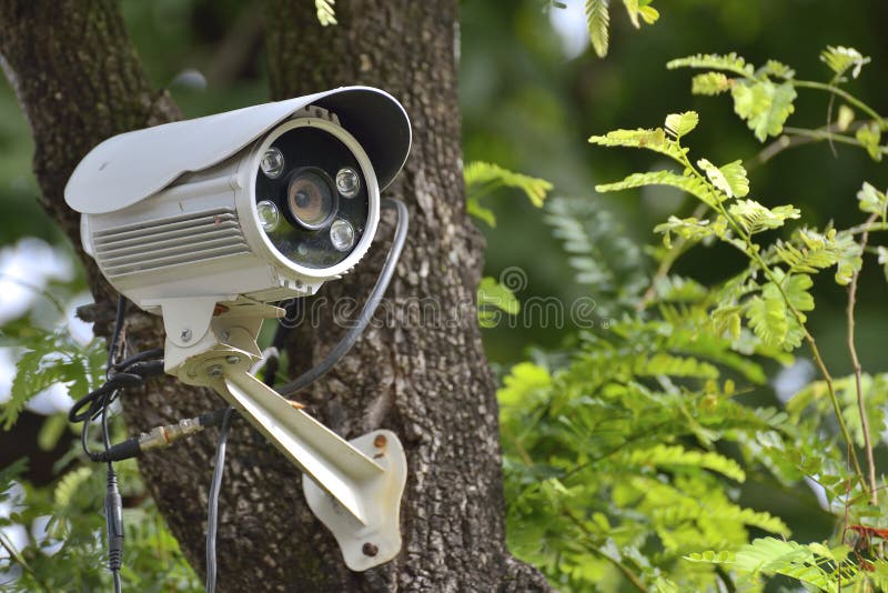 Blink XT Outdoor Security Camera On A Trunk Of A Tree Editorial Photo ...