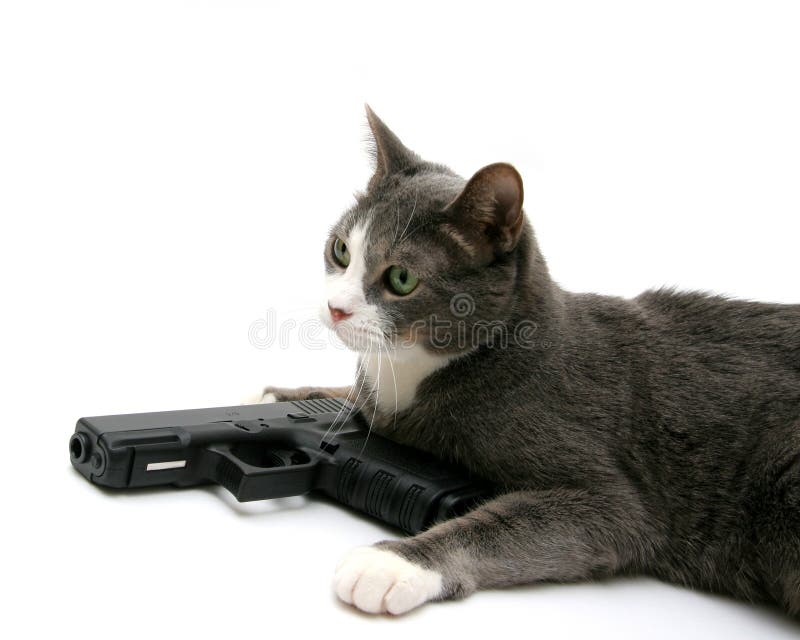 Security Cat stock photo. Image of self, guard, kitten - 23814400