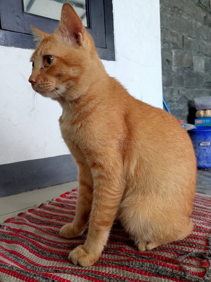 The security cat for home stock photo. Image of puppy - 262312920