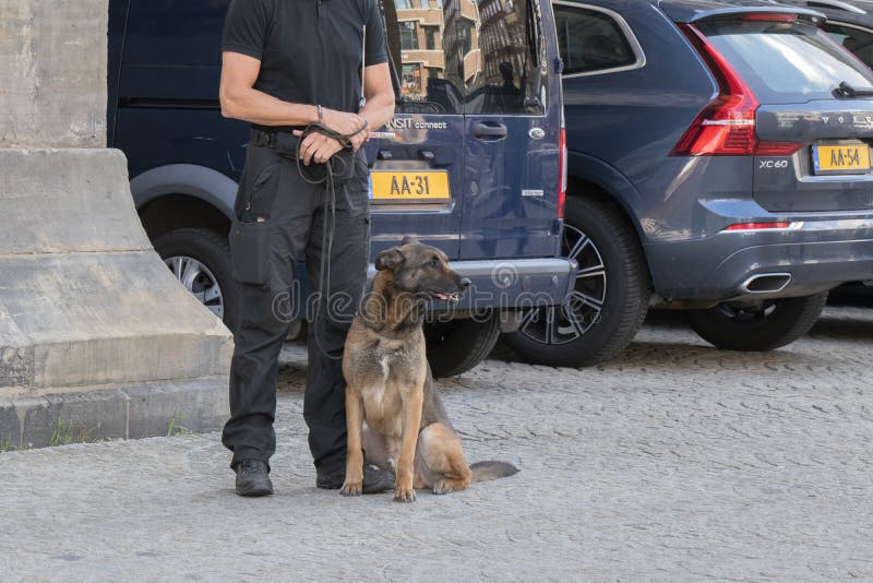 Security Dog at Amsterdam the Netherlands 11-6-2022 Editorial Photo ...