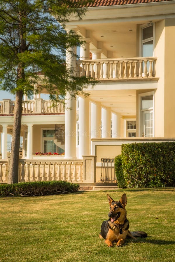 30,124 Security Dog Photos - Free & Royalty-Free Stock Photos from ...