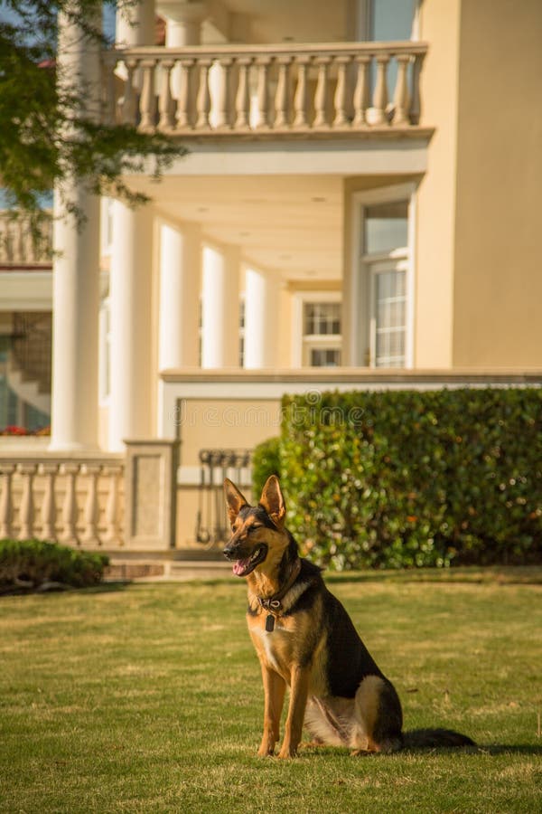Security Dog stock photo. Image of police, gaurding, german - 56454200