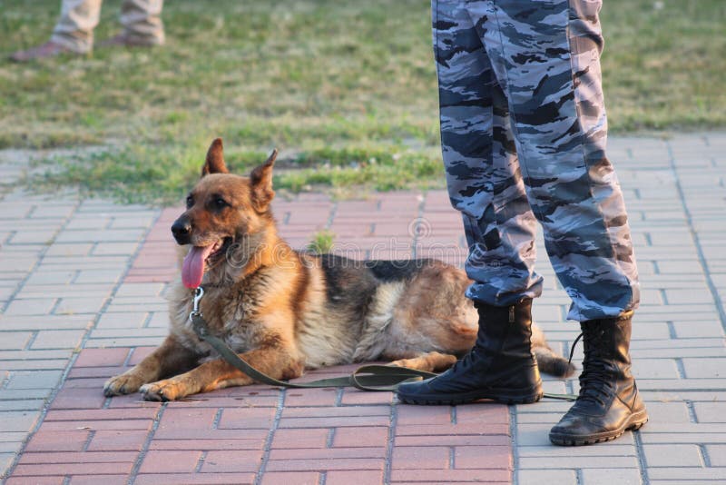 Security Dog & Dog Handler Stock Image - Image of eplusmn, mode: 160904549