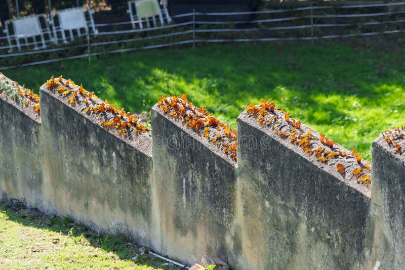 290 Broken Glass Security Fence Stock Photos - Free & Royalty-Free ...