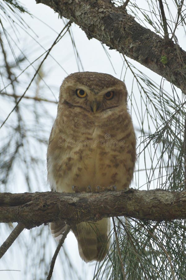 Security Guard of the Jungle on His Stock Image - Image of security ...