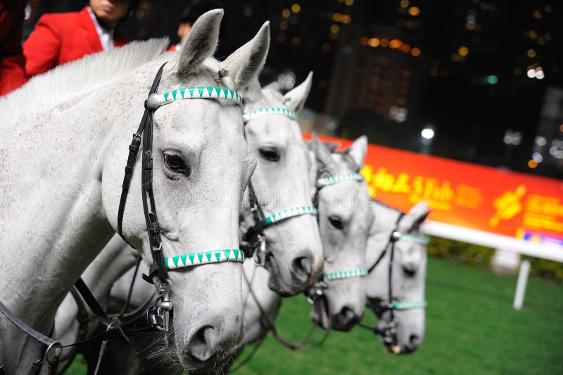 Security Horse stock image. Image of horse, neat, order - 18301489