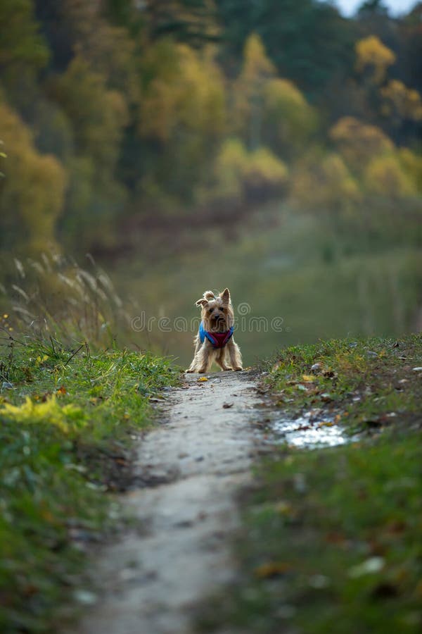 Security post stock image. Image of green, reflection - 359222803