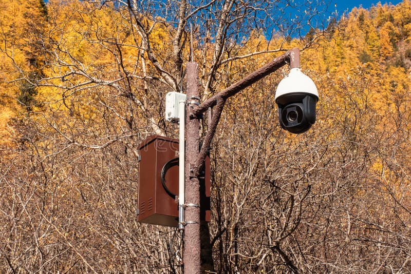Security Surveillance Camera or CCTV Setting in Autumn Pine Forest at ...