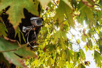 Security Surveillance Camera on the Tree in the Forest Stock Image ...