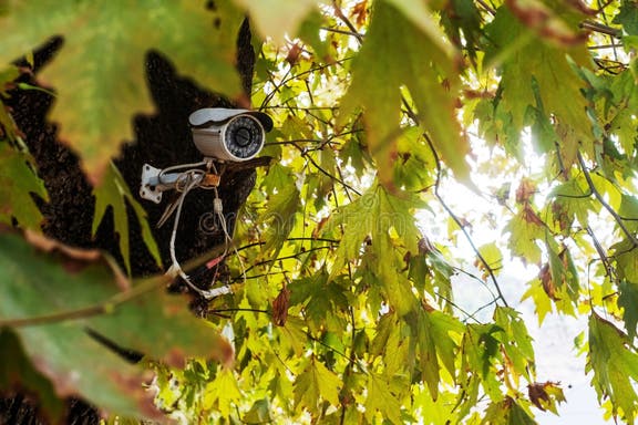 Security Surveillance Camera on the Tree in the Forest Stock Image ...
