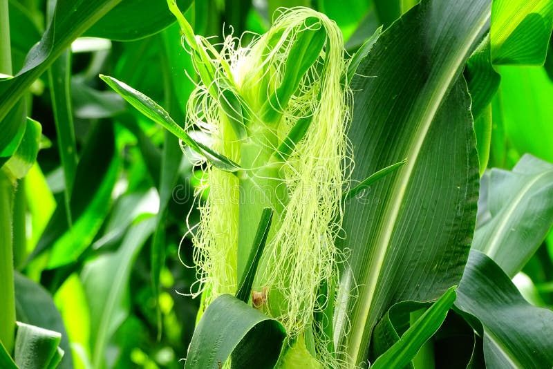La flor femenina del maíz imagen de archivo. Imagen de maíz - 38787653