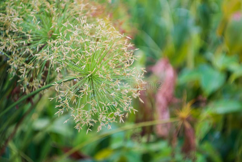 Sedge flower stock photo. Image of botanical, grass, leaf - 41886966