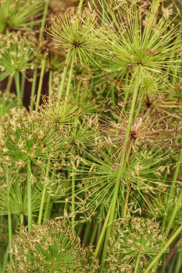 Sedge flowers stock photo. Image of marsh, sedge, color - 37673996