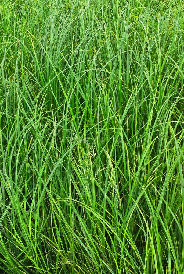 Genus Carex Stock Photos - Free & Royalty-Free Stock Photos from Dreamstime