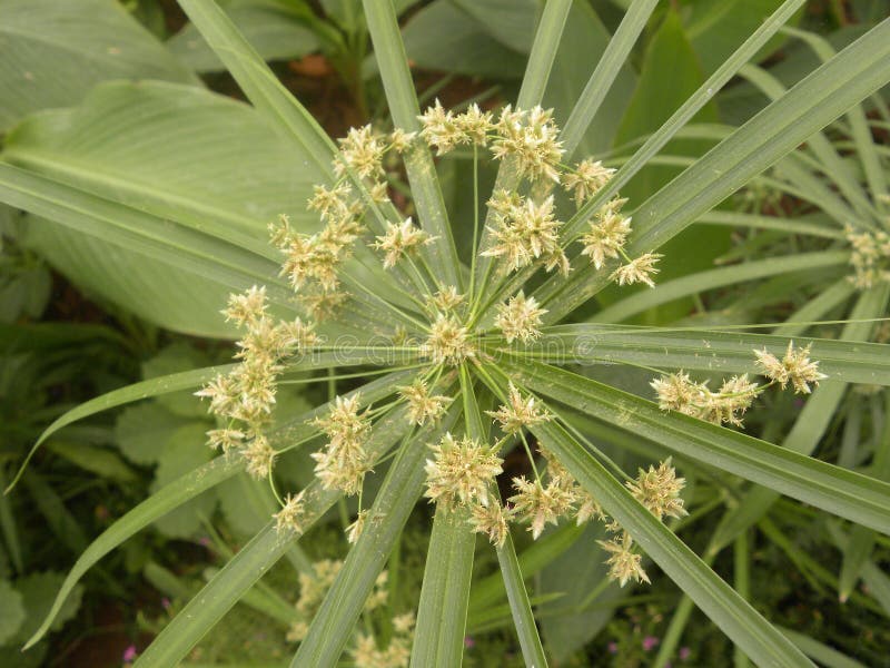 Sedge Plant with White Flowers Stock Image - Image of beauty ...