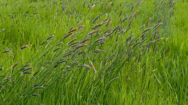 Sedge Plants Waving in the Wind - Cyperaceae Stock Photo - Image of ...