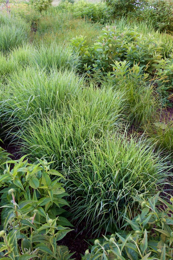 Sedge in a Rain-Garden stock photo. Image of raingarden - 75644214