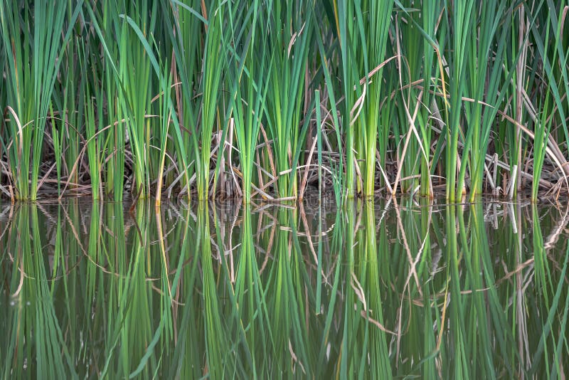 Sedge in the Reflection of the Surface of the Lake Stock Photo - Image ...