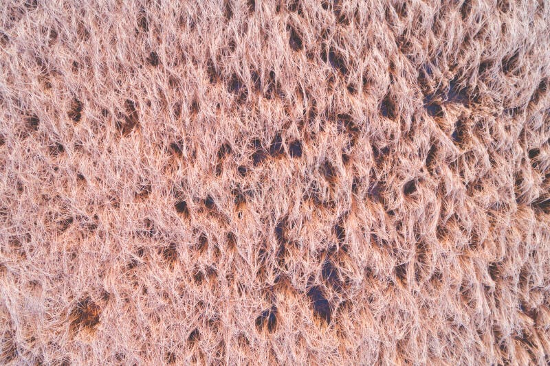 Sedge Texture in Spring. Top View Stock Photo - Image of background ...