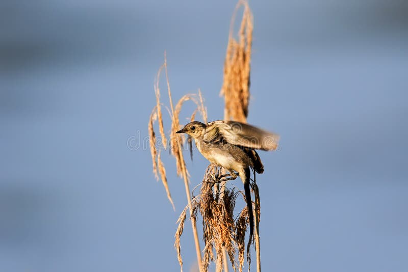 Sedge Warbler Perching on a Reed in Front of Blue Sky Stock Photo ...