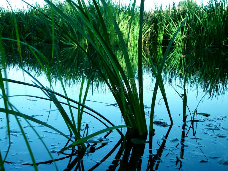 Sedge in water stock photo. Image of growth, bushes, cloud - 1547036