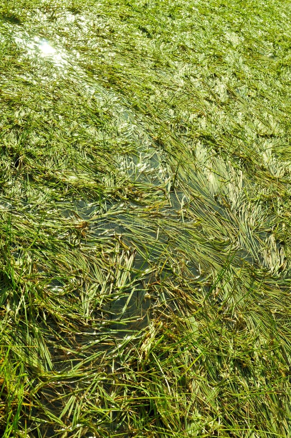 Sedge Water Swamp Grass stock photo. Image of closeup - 13101630