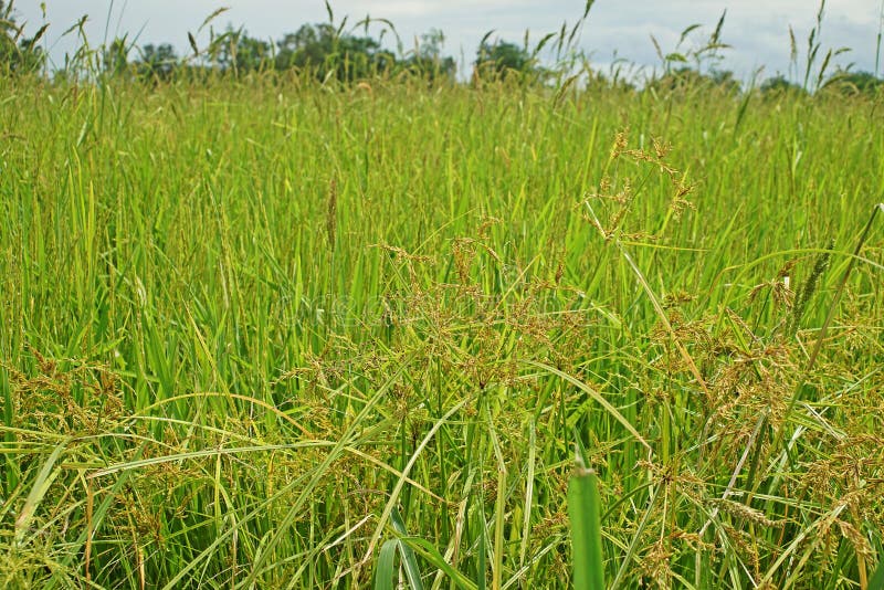 Sedges Infestation To Rice Field Stock Photo - Image of countryside ...