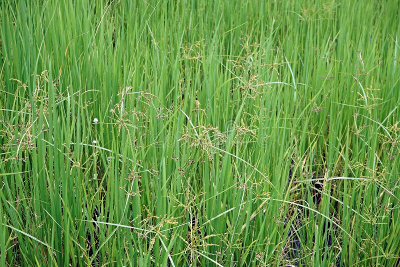Sedges Infested in Rice Field Stock Photo - Image of garden ...