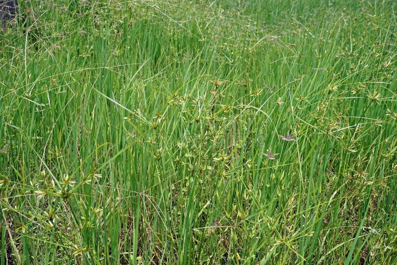 Rice Field with Dew on Leaves in Early Morning Stock Image - Image of ...
