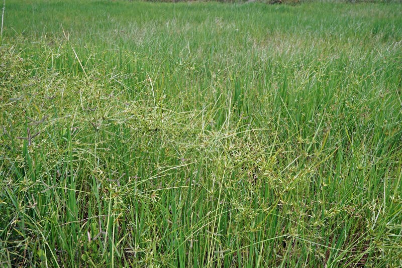 Sedges Infested in Rice Field Stock Image - Image of paddy, pattern ...