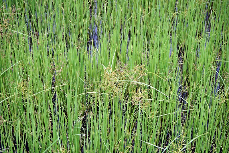 Sedges Infested in Rice Field Stock Image - Image of grass, paddy ...