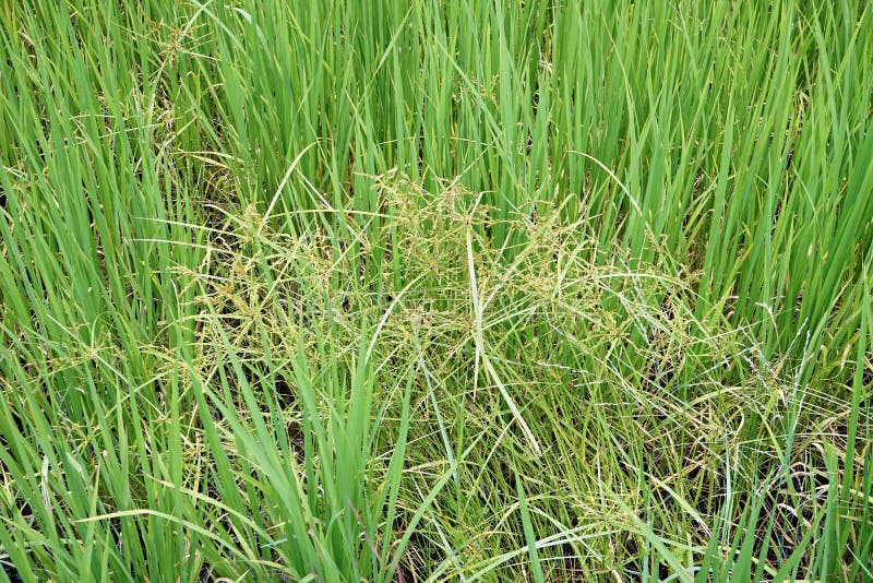 Sedges Infested in Rice Field Stock Image - Image of grass, paddy ...