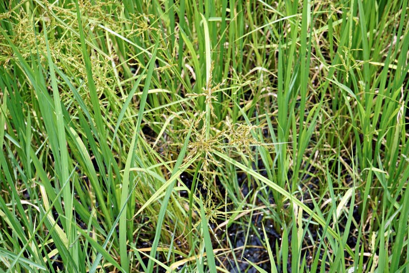 Sedges Infested in Rice Field Stock Photo - Image of grass, outdoor ...