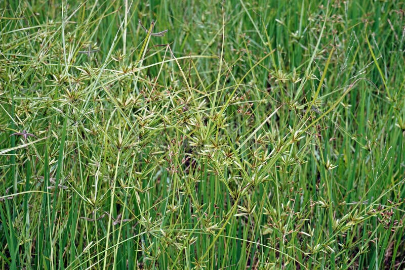 Sedges Infested in Rice Field Stock Photo - Image of garden ...