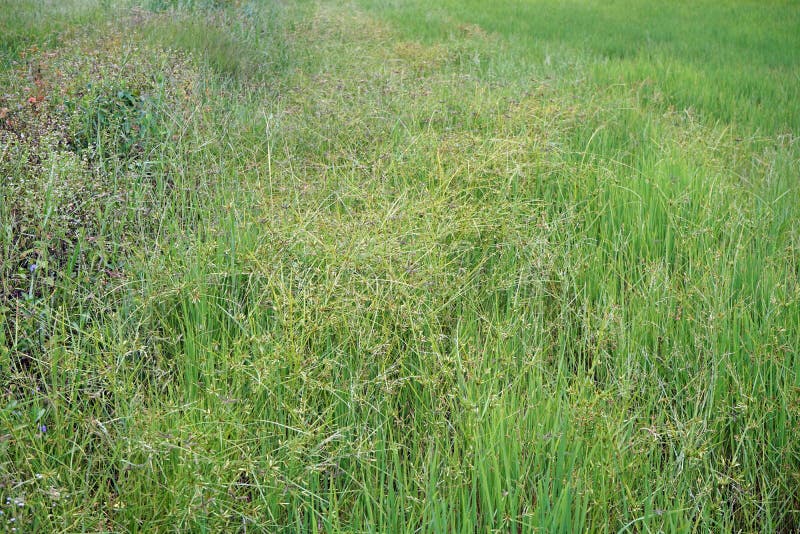 Sedges Infested in Rice Field Stock Photo - Image of garden ...
