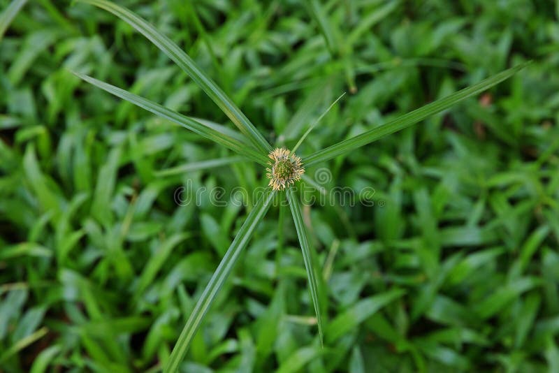 Sedges, weed in rice field stock image. Image of growth - 143787699