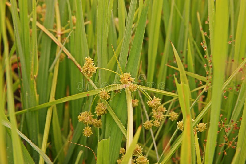 Weed Field Stock Images - Download 38,636 Royalty Free Photos