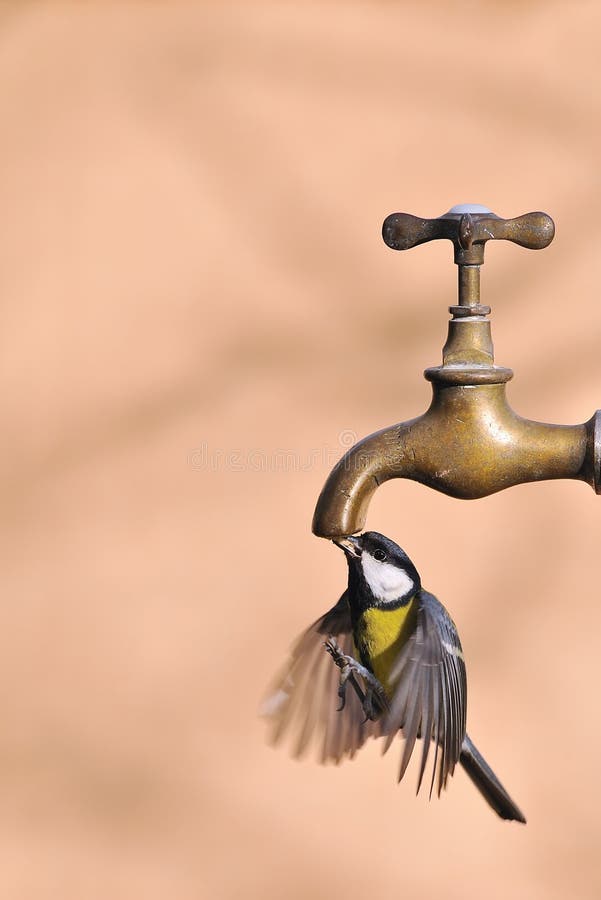 Sediento foto de archivo. Imagen de verano, especie, concepto - 22273994