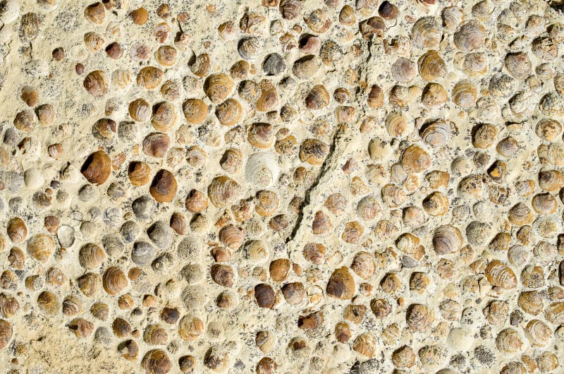 Sediment Rock with Fossilized Seashells on the Beach Stock Photo ...