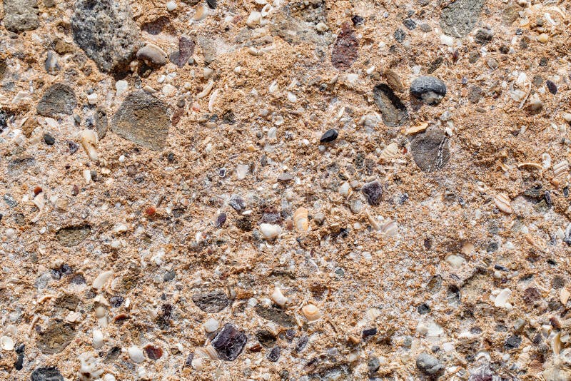 Sedimentary Rock with Inclusions of Shells and Stones, Close-up Stock ...