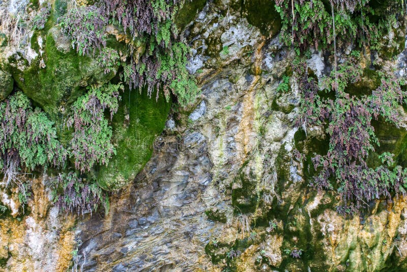 Sedimentary Rock Wall with Wet Green Moss Stock Photo - Image of color ...