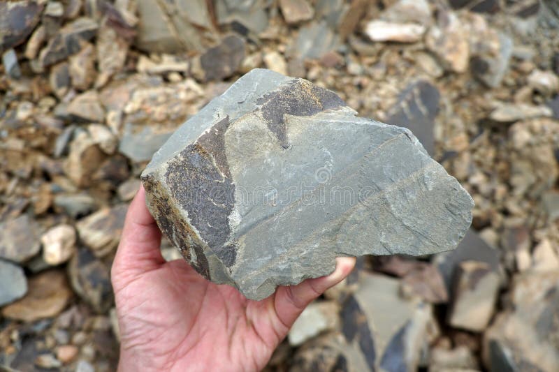 Sample Raw Specimen of Gray Shale Rock Stone on Geologist S Hand.t ...
