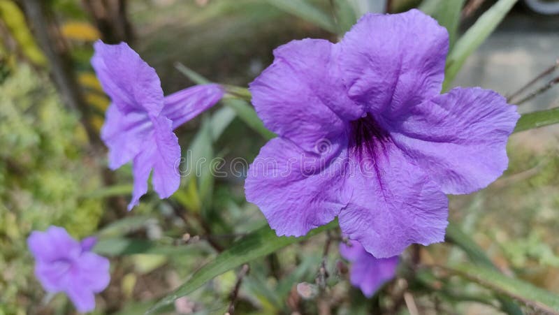 Seductive purple flowers stock photo. Image of color - 273431534