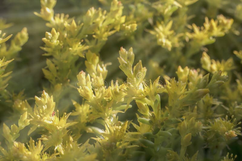 Sedum Acre Aureum Blooming in the Garden Stock Image - Image of floral ...