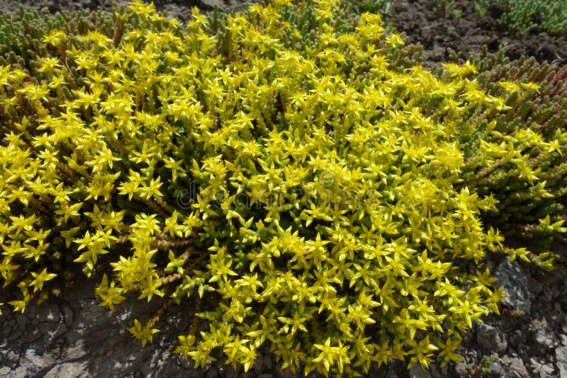 Sedum acre in full bloom stock image. Image of evergreen - 261033265